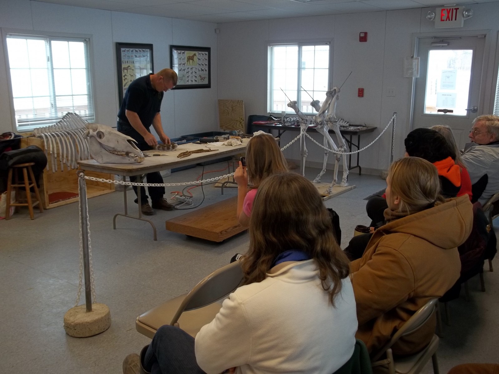 PRODUCTS 3 » Articulated Equine Skeletons